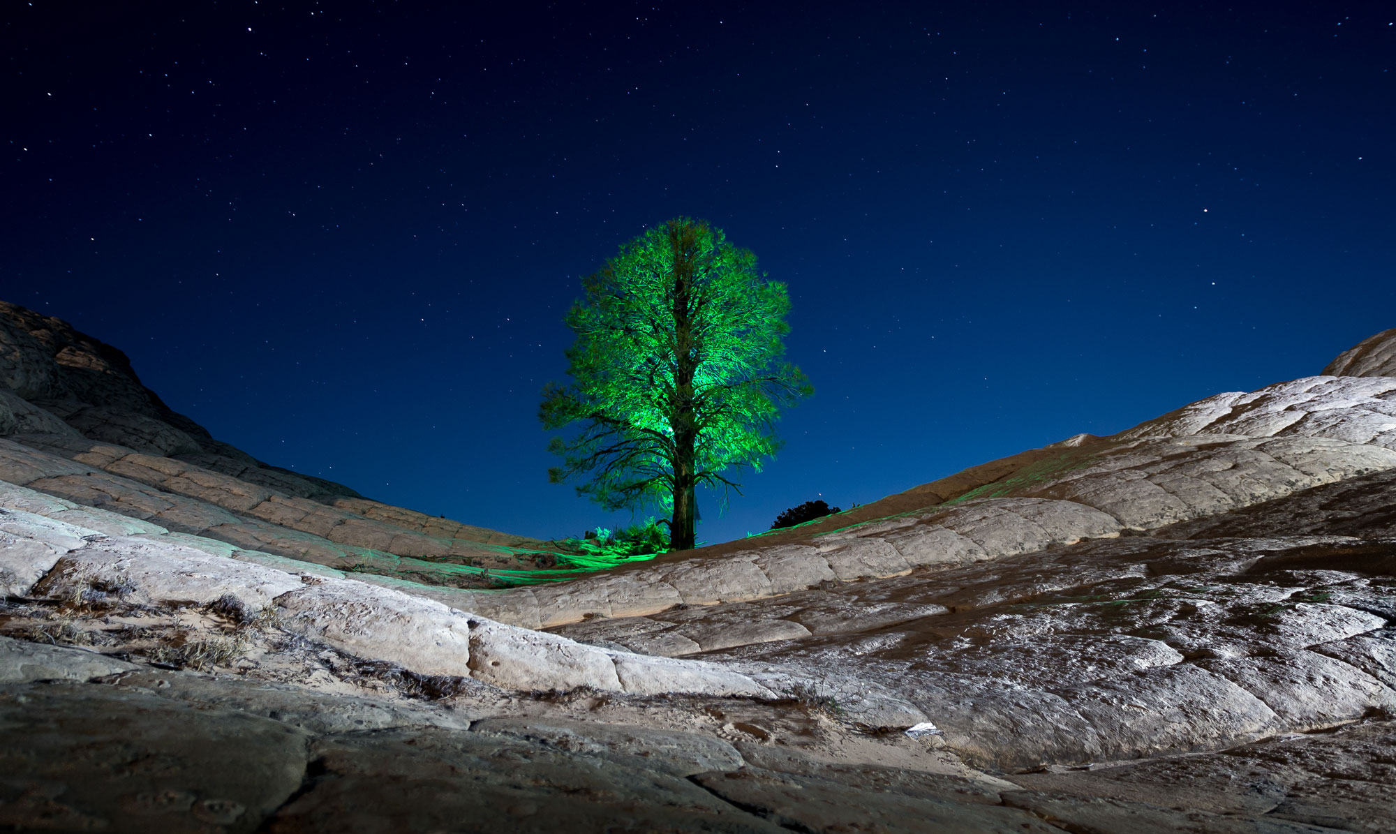Light Painting Trees around the world | by Gunnar Heilmann